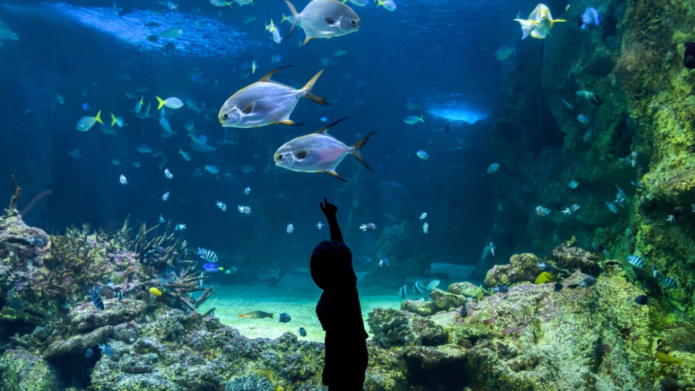 Acuario Michin CDMX, el más grande de todo México