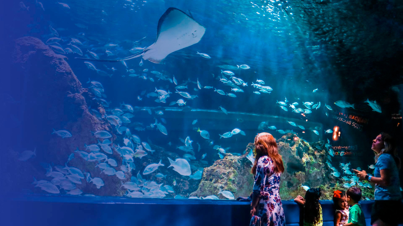 Acuario Michin CDMX, el más grande de todo México Acuario Michin CDMX, el más grande de todo México