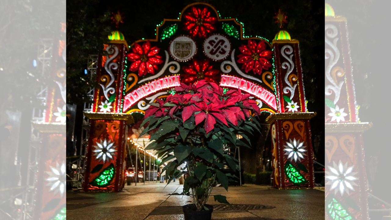 ¿ya Fuiste Al Festival De Flores De Nochebuena En Cdmx Aprovecha Este Fin